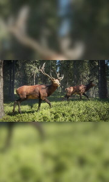 Buy theHunter: Call of the Wild | Diamond Bundle (PC) - Steam Key ...